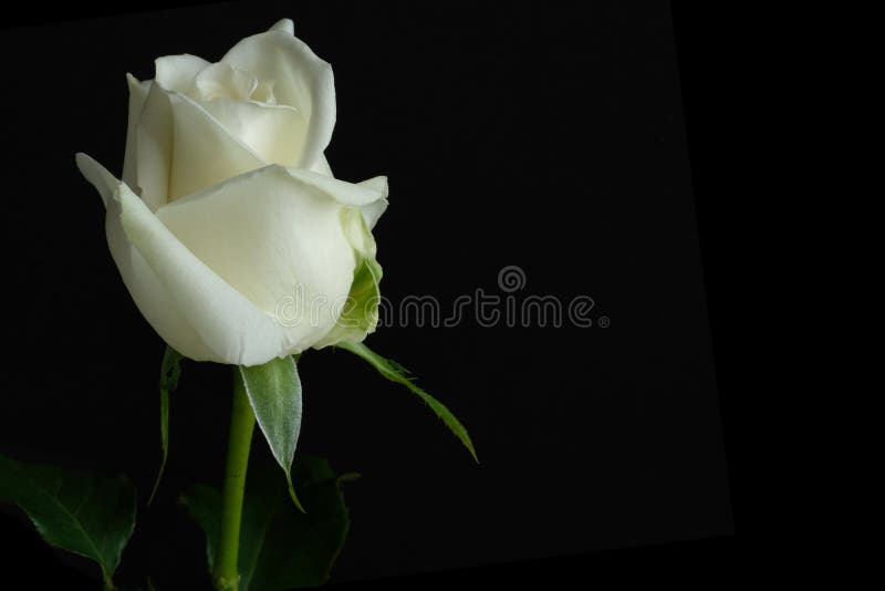 Single white rose stock photo. Image of fresh, beautiful - 42573456