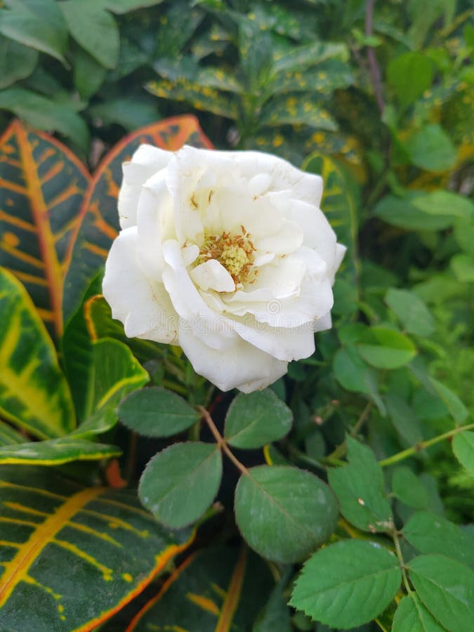 Beautiful Single White Rose with Green Leaves Back Ground Stock Image ...