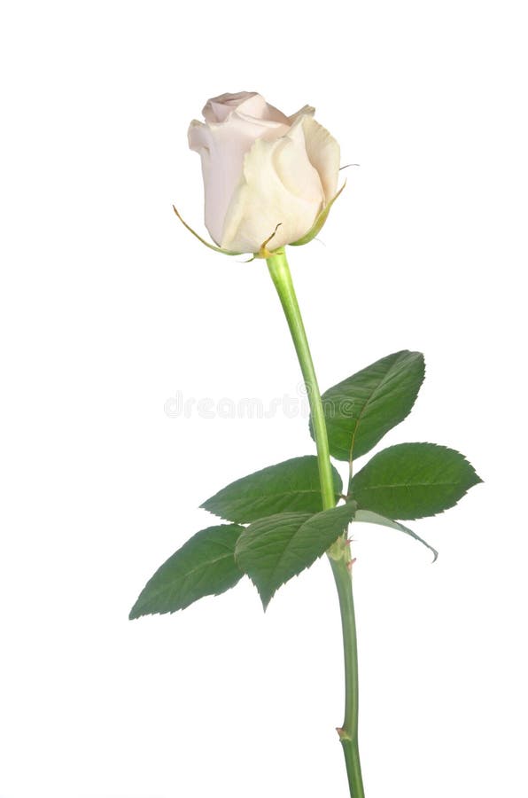 Beautiful Single White Rose On A White Background Stock Photo - Image ...