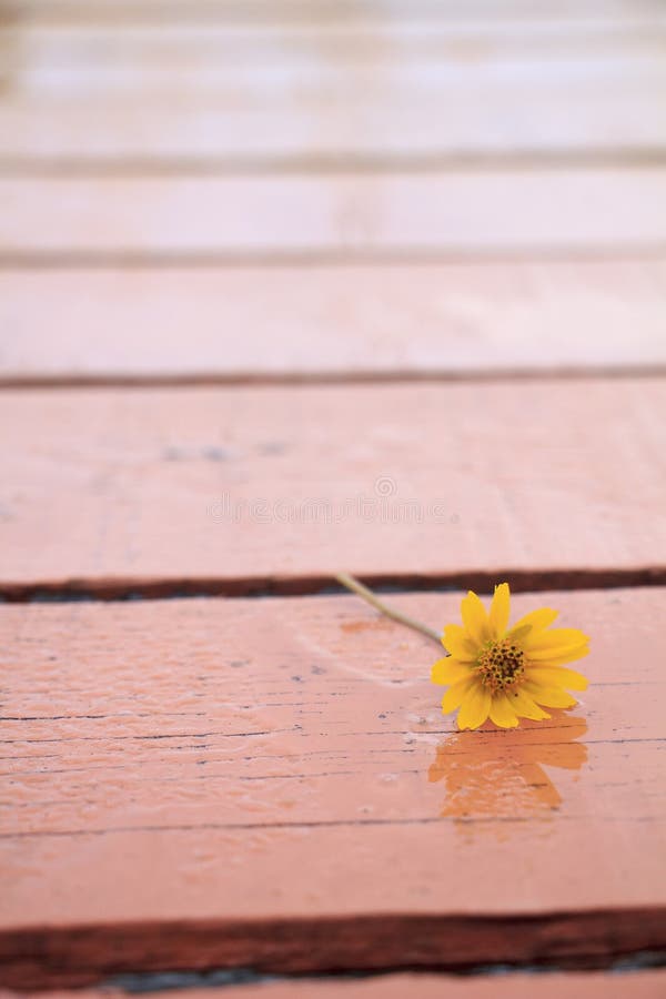 Beautiful Single Yellow Flower on Plank in Morning Stock Photo - Image ...