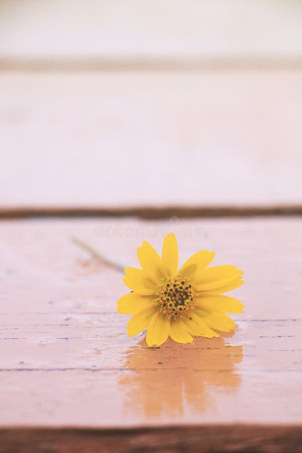 Beautiful Single Yellow Flower on Plank in Morning Stock Photo - Image ...