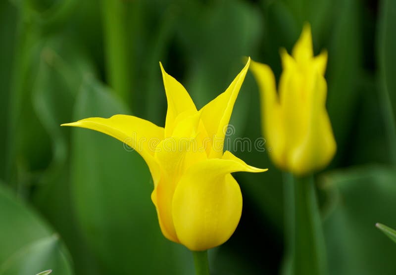 Beautiful Single Yellow Lily Tulip Flowers at Full Bloom Stock Photo ...