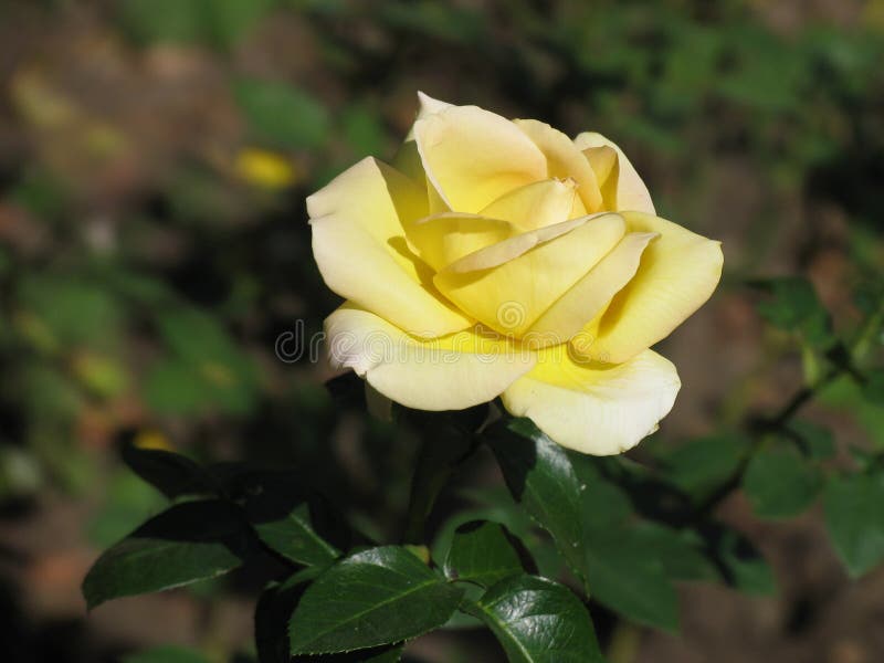 22,153 Single Yellow Rose Stock Photos - Free & Royalty-Free Stock ...