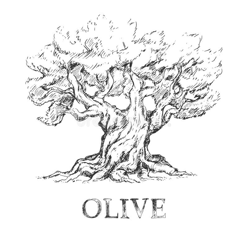 Olive Tree Etching Stock Illustrations – 421 Olive Tree Etching Stock ...