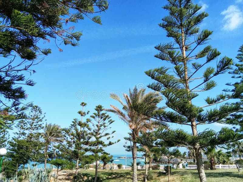 Beautiful Skies Make the Trees Alive Stock Image - Image of woodland ...
