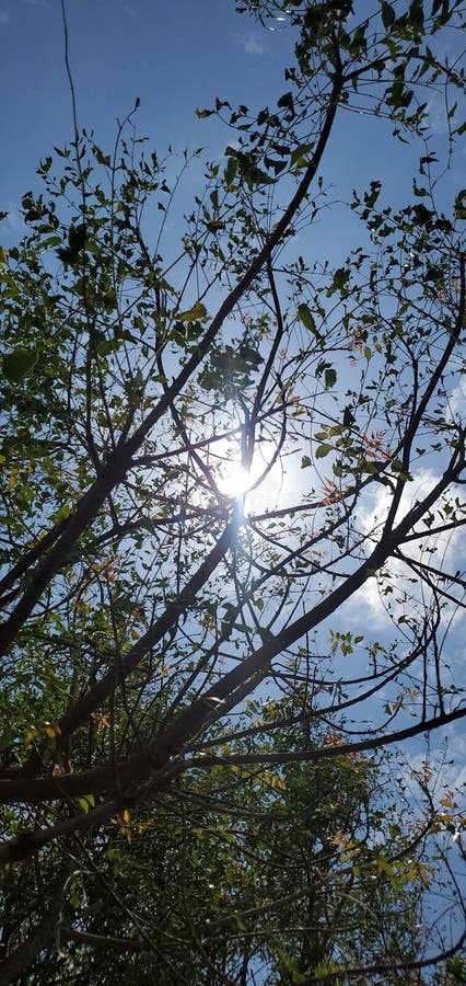 Beautiful Sky Above the Tree Stock Image - Image of leaves, tree: 314992163