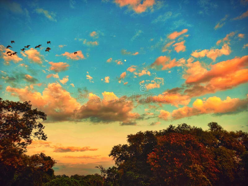 A Beautiful Sky Above the Trees during Sunset Stock Photo - Image of ...