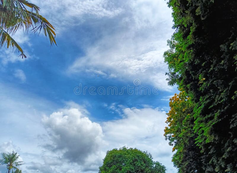 Beautiful Sky and the Amazing Green Trees Stock Photo - Image of green ...