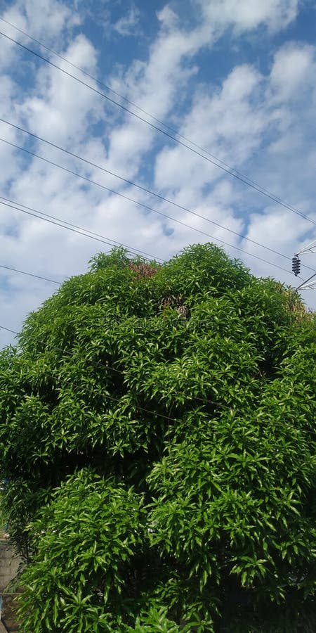 Beautiful Sky and Beautiful Mango Trees Stock Photo - Image of flower ...