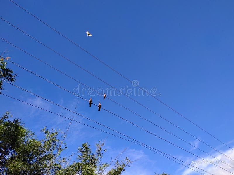 Beautiful Sky and Beautiful Birds in Bangladesh. Nice Tree in the World ...