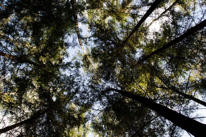 Beautiful Sky through Green Trees. Stock Image - Image of sunset ...