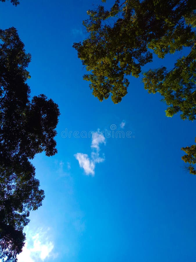 Beautiful Sky in the Morning and Tree There Stock Photo - Image of ...