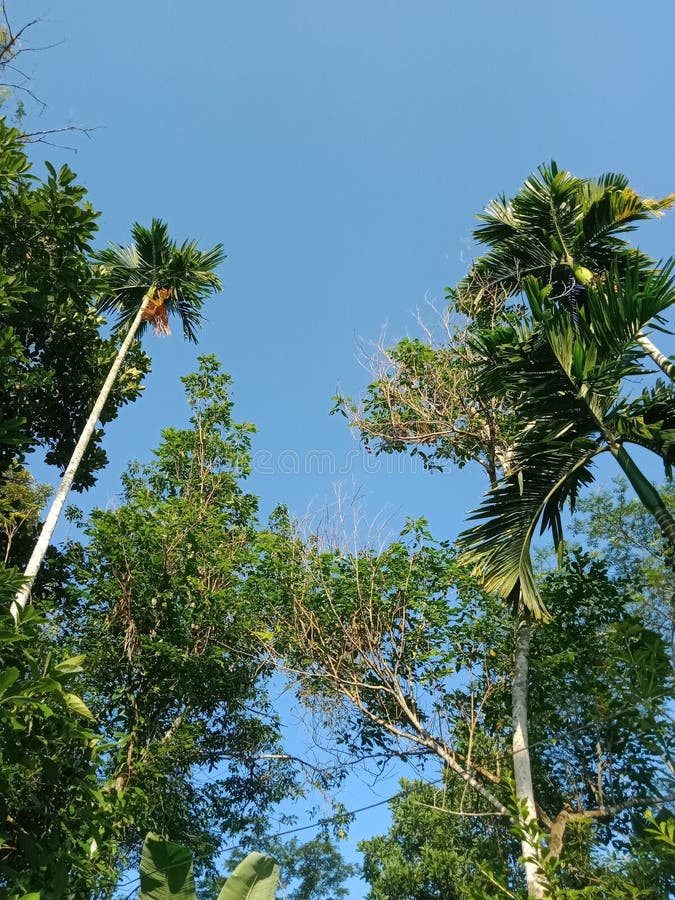 Beautiful Sky Panorama and Natural Trees Stock Photo - Image of tree ...