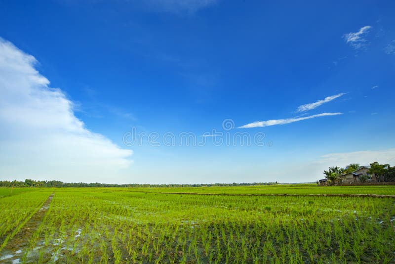 Beautiful sky rice field stock image. Image of environment - 64346573