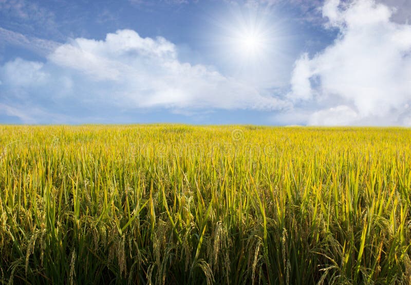 Beautiful Sky and Rice Field Stock Image - Image of beauty, close: 47196969