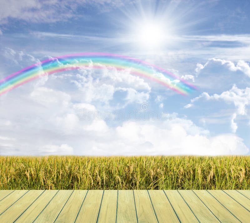 Beautiful Sky and Rice Field Stock Image - Image of cloud, climate ...
