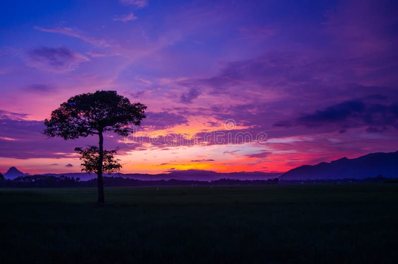 Beautiful Color of Sky Sunset and Alone Tree Stock Image - Image of ...