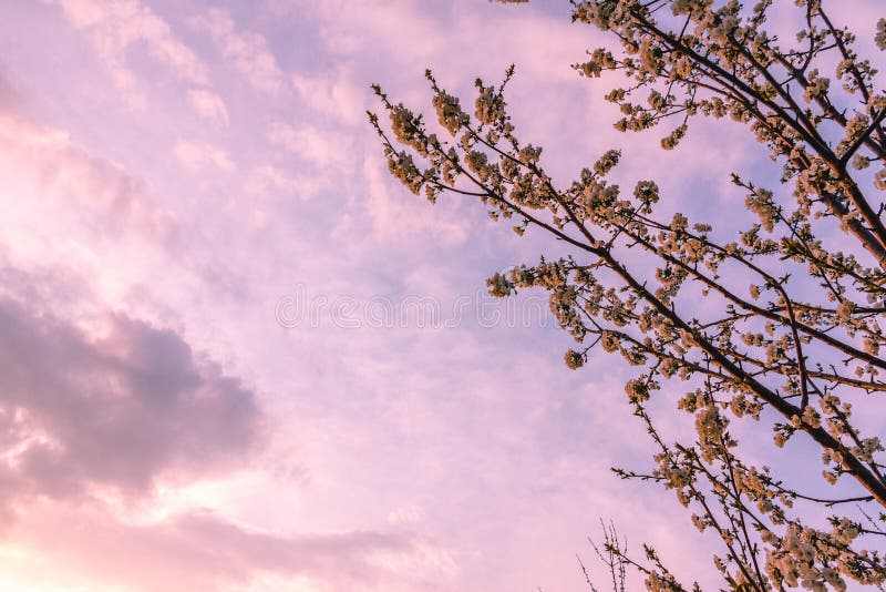 A Beautiful Sky at Sunset and a Branch of Cherry Tree in Bloom Stock ...