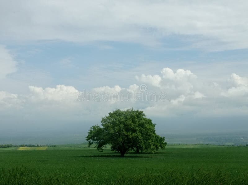 Beautiful Sky Tree Morning Cloud Stock Image - Image of field, hill ...