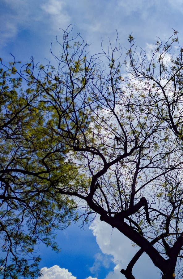 Beautiful Sky and Tree in Sun Shining through Clouds Stock Photo ...