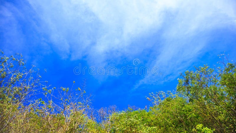 Beautiful Sky with a Trees in the Foreground Stock Image - Image of ...