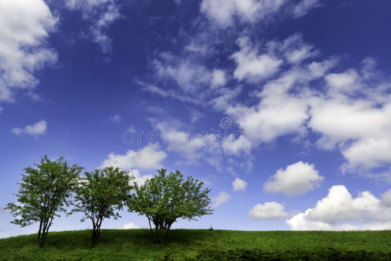 Beautiful sky and trees stock photo. Image of space, land - 75792946