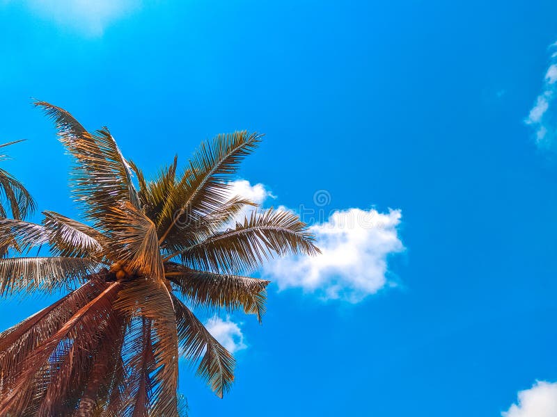 View of Coconut Trees and Blue Sky Stock Photo - Image of grass ...