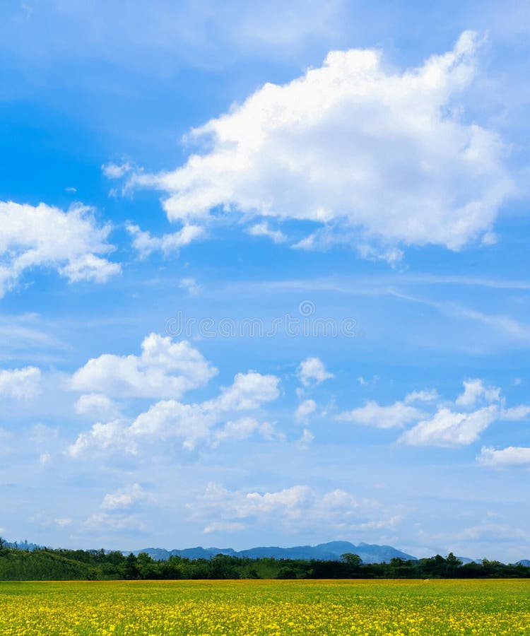 Beautiful Sky and Wide Flower Fields, Good Atmosphere Stock Photo ...