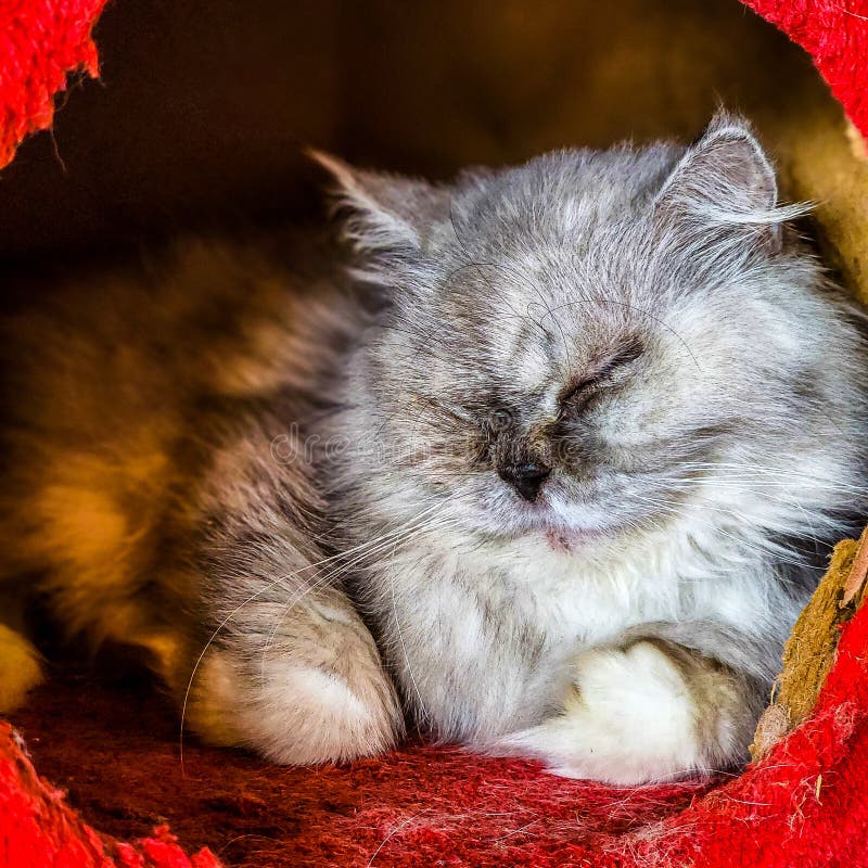 Beautiful Sleeping Cat Inside the Box Stock Photo - Image of calico ...