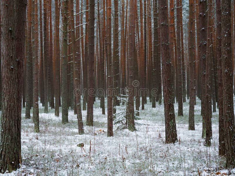 Beautiful Slender Tree Trunks in Winter Pine Forest Stock Photo - Image ...