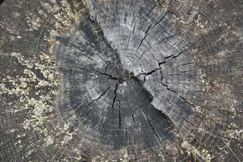 Beautiful Slice of Old Tree Trunk Stock Image - Image of forest, timber ...
