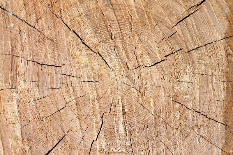 Beautiful Slice of Pine Wood, Large Rings Texture. Stock Image - Image ...
