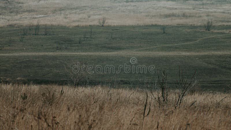 Three lines stock image. Image of autumn, flora, steppe - 227443633