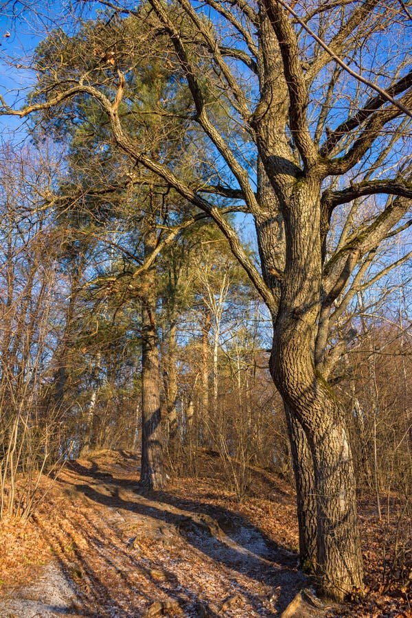 Beautiful Slope in the Forest with Sprawling Oak Stock Image - Image of ...