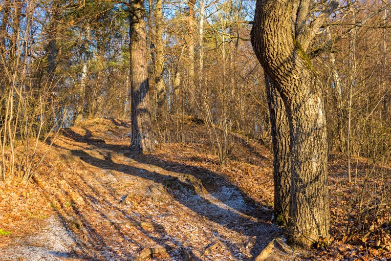 Beautiful Slope with Roots in the Forest Stock Photo - Image of nature ...
