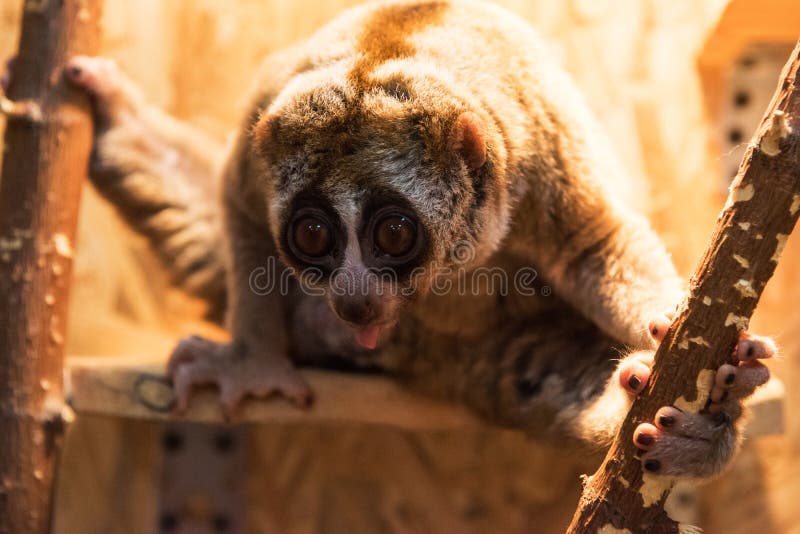 The beautiful slow loris stock photo. Image of funny - 90508426