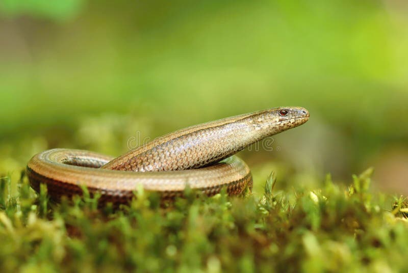 Beautiful Slow Worm Moss Stock Photos - Free & Royalty-Free Stock ...