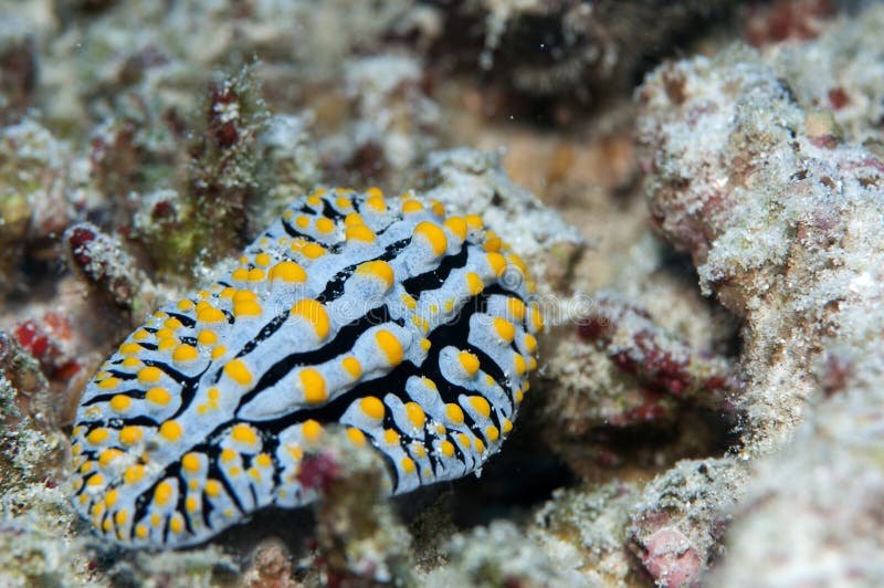 Beautiful slug stock image. Image of mollusc, island - 16920721