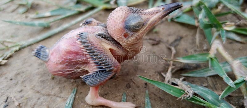 Beautiful Small Baby Bird Ground Stock Photo - Image of birds ...