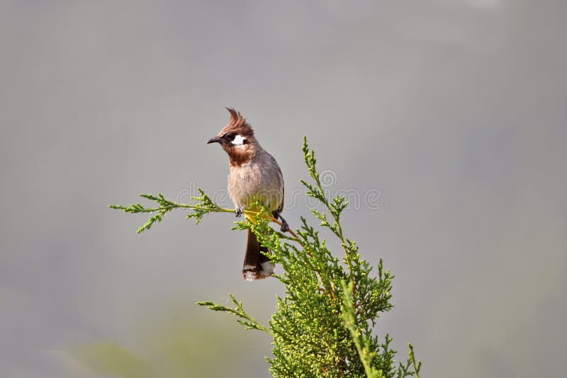 Beautiful small bird stock image. Image of bird, feathers - 250249701