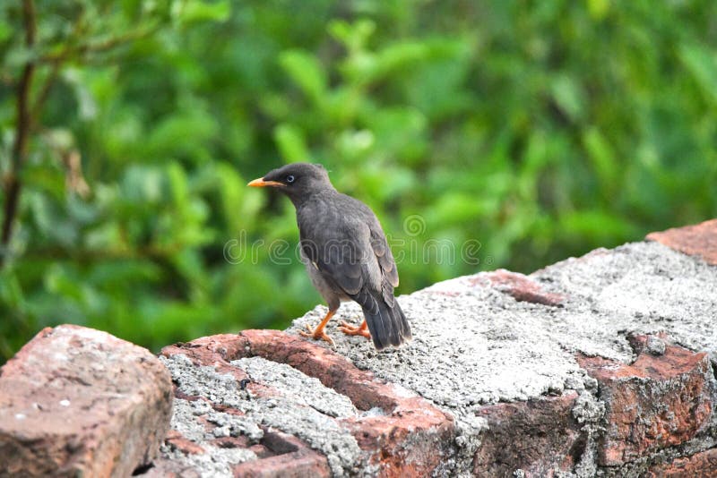 Beautiful small bird stock photo. Image of cute, outdoor - 250248750