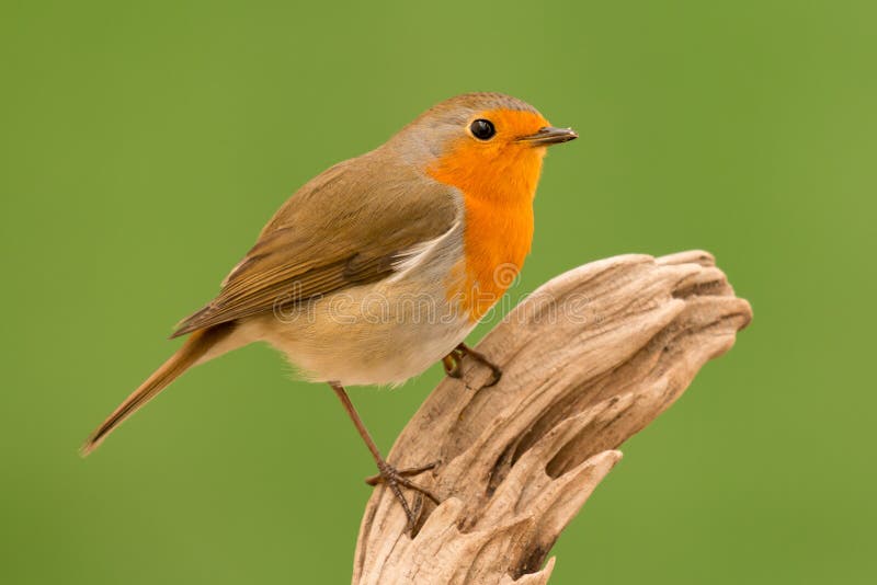 Beautiful small bird stock image. Image of feathers, plumage - 82764259