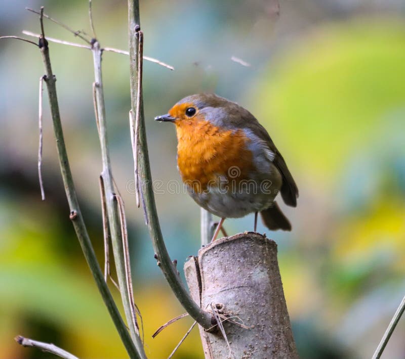 Beautiful Small Bird Perched Atop a Slender Tree Branch in a Natural ...