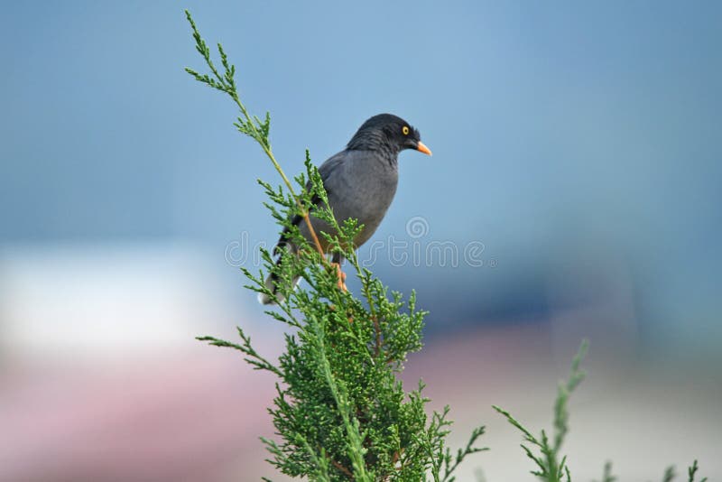 Beautiful Small Bird is Perching Stock Photo - Image of animal, beauty ...