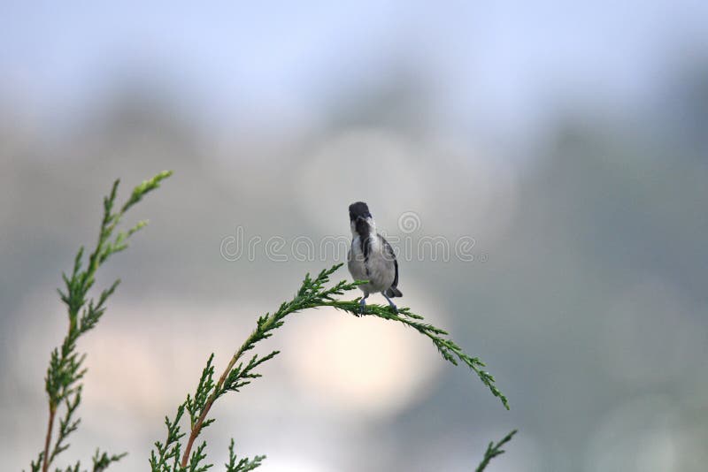 Beautiful small bird stock photo. Image of beak, wildlife - 250249962