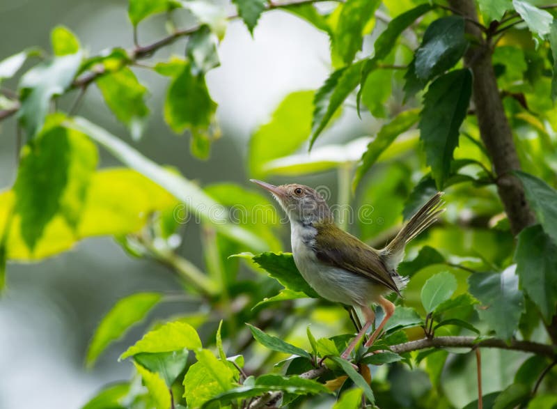 Beautiful Small Bird on Tree. Stock Image - Image of closeup, plant ...
