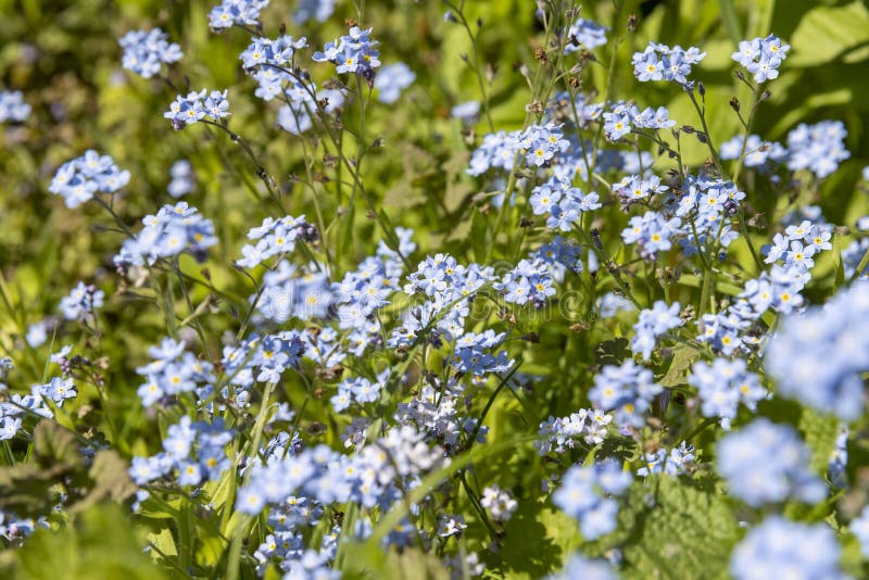 Beautiful Small Blue Flowers in Close-up Stock Image - Image of floral ...