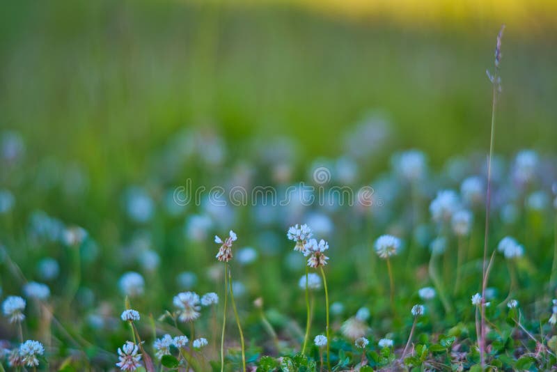 Beautiful Small Blue Flowers in the Field. Stock Image - Image of ...