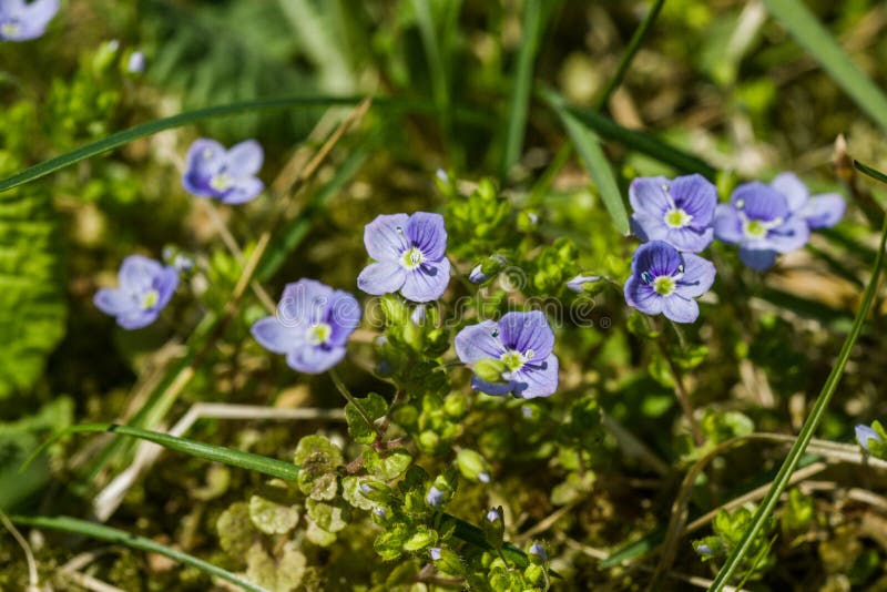 Beautiful Small Blue Flowers in the Grass Stock Photo - Image of birth ...