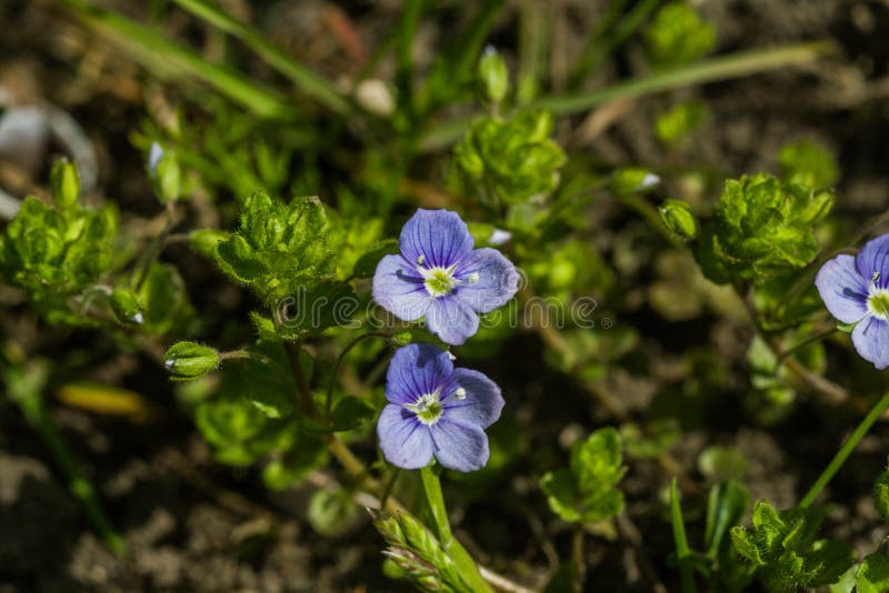 Beautiful Small Blue Flowers in the Grass Stock Photo - Image of green ...